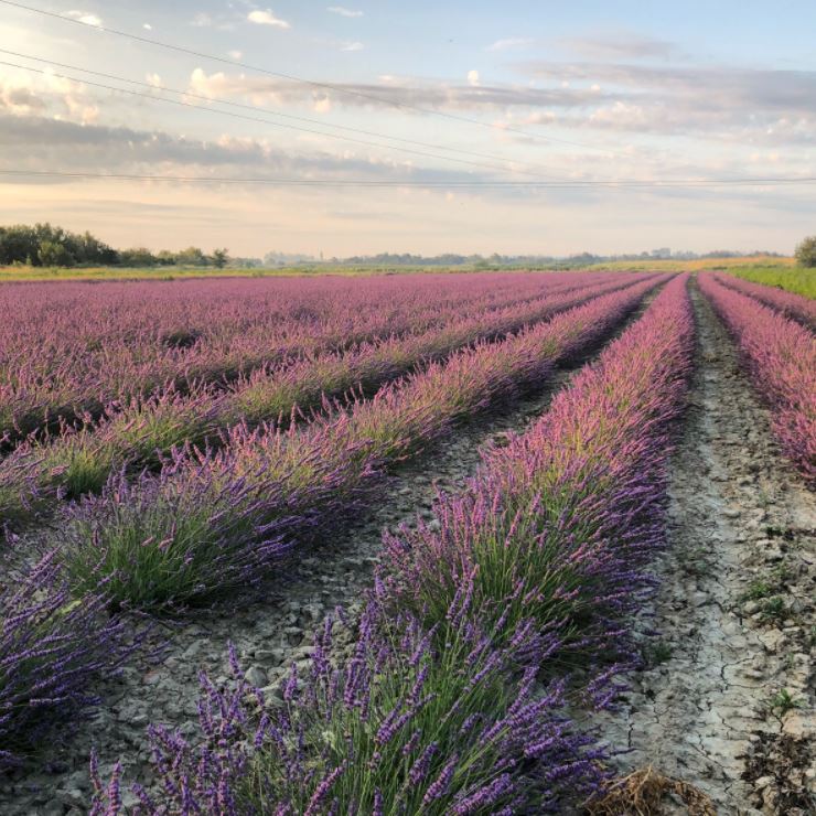 UN MAS EN PROVENCE - Entreprise et Découverte